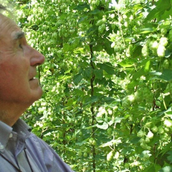 The British Hop Growing Year - British Hop Association