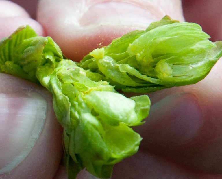 What is a hop? - British Hop Association